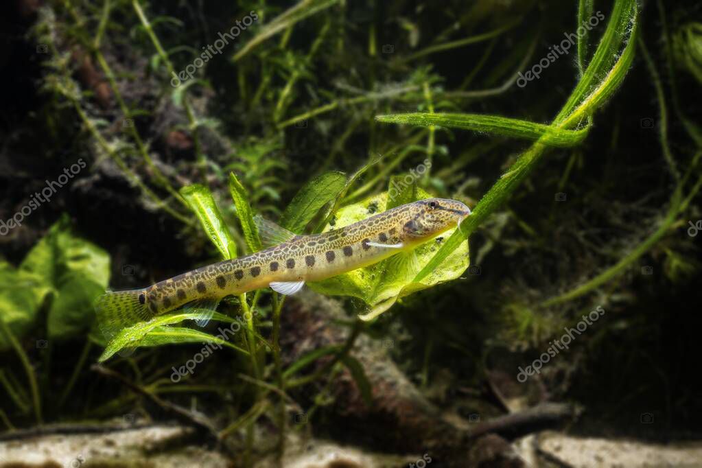 raro enano meteorólogo en madera a la deriva entre la vegetación verde ...