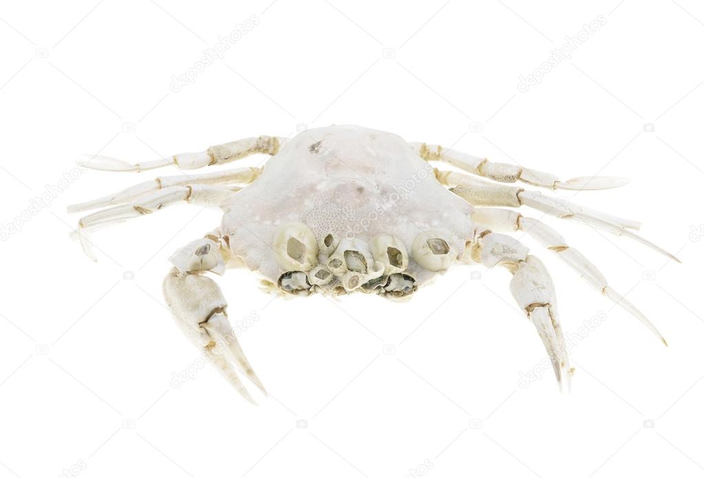 Crab Skeleton