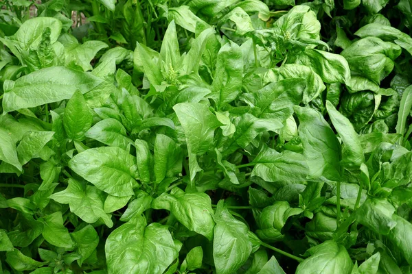 Spinach ground Stock Photos, Royalty Free Spinach ground Images ...
