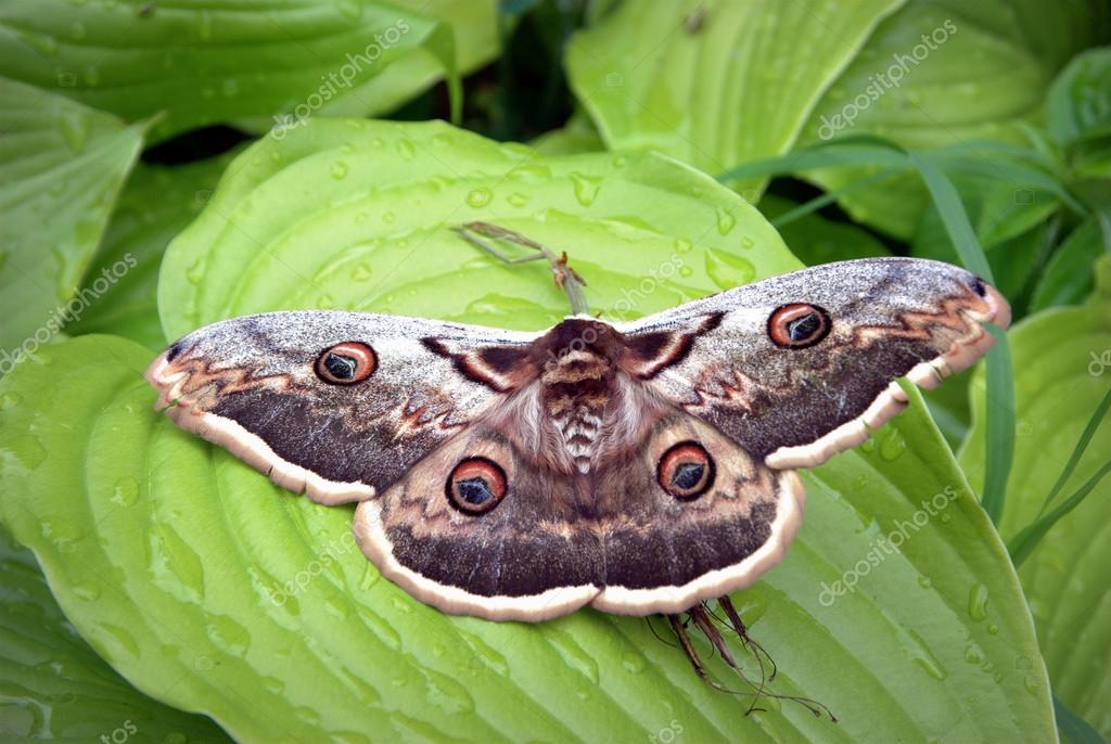 Cecropia Moth, Hyalophora cecropia — Stock Photo © iluziaa #97906136