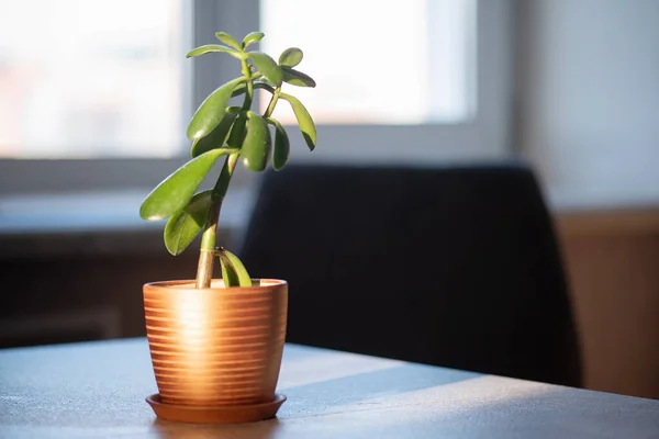 Desk plant Stock Photos, Royalty Free Desk plant Images | Depositphotos