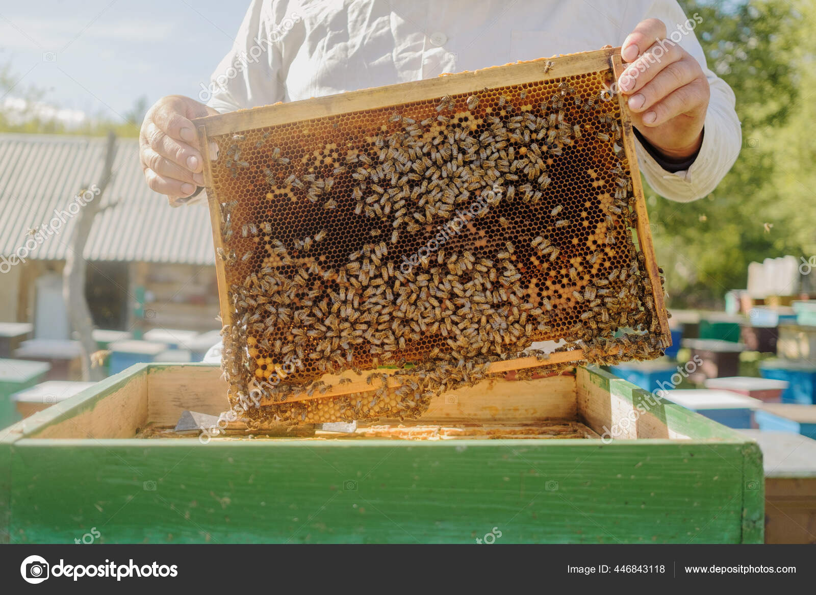 The beekeeper holds a frame with honey, honey, and bees. Close-up of ...