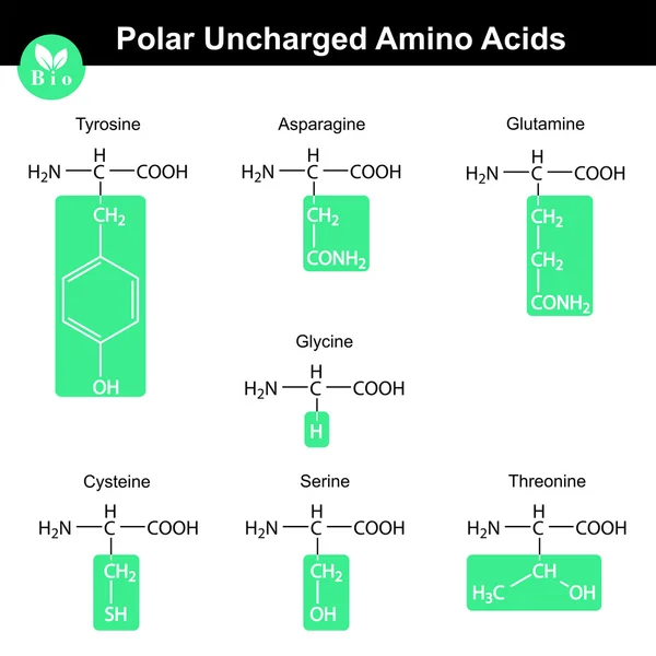 Amino acids Stock Vectors, Royalty Free Amino acids Illustrations ... Amino acids Stock Vectors, Royalty Free Amino acids Illustrations ...
