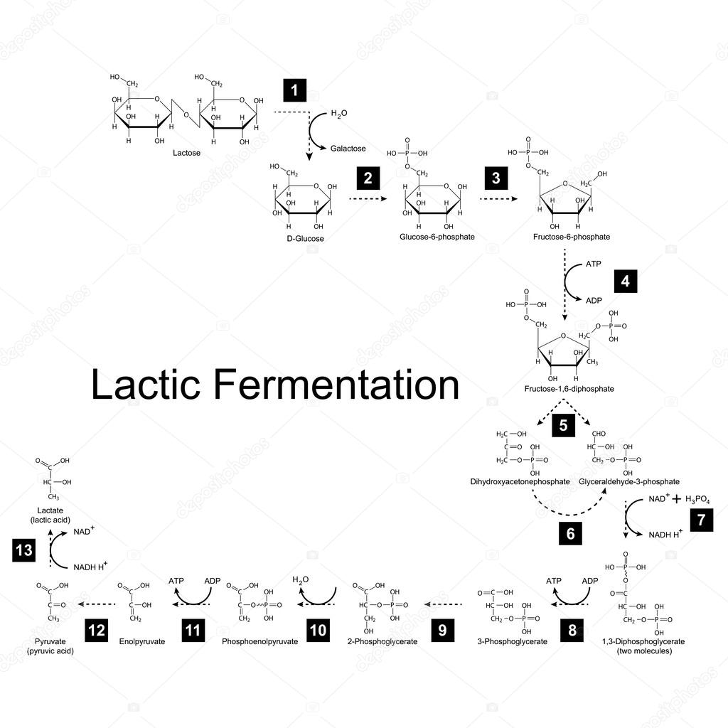 Chemical scheme of lactic fermentation metabolic pathway — Stock Vector ...