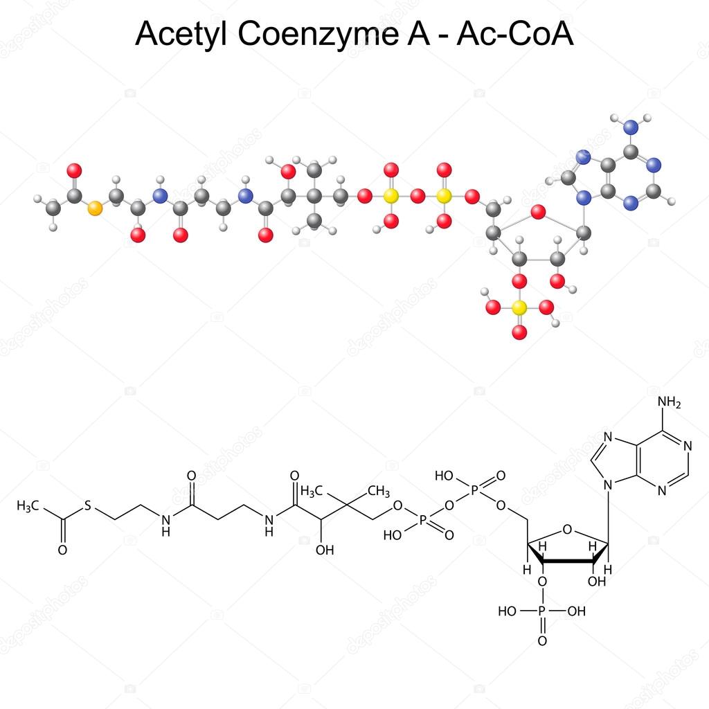 Structural chemical formula and model of Acetyl Coenzyme-A Stock Vector ...