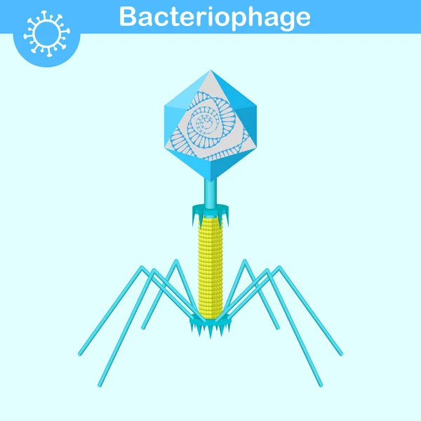 Bacteriophage Stock Vectors, Royalty Free Bacteriophage Illustrations | Depositphotos®