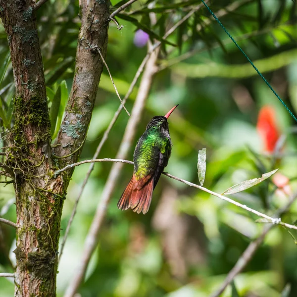 Volcano hummingbird Stock Photos, Royalty Free Volcano hummingbird ...