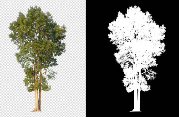 Tree alpha Images - Search Images on Everypixel