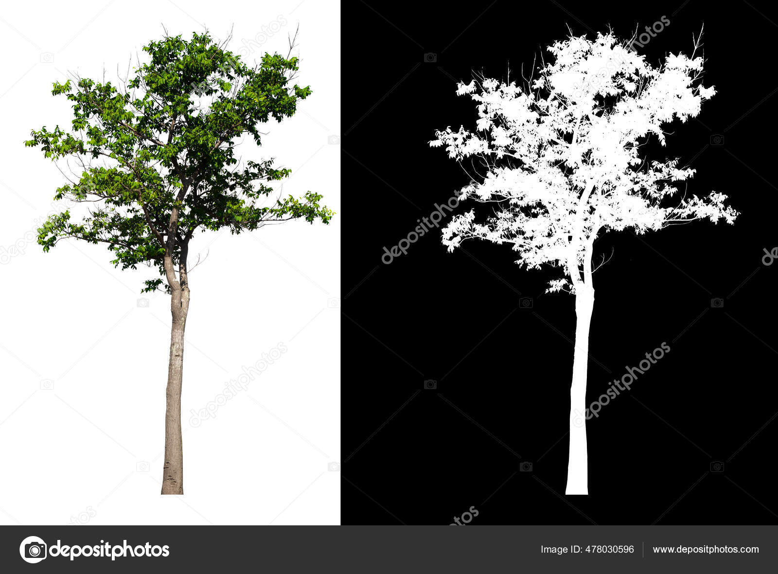 Green Tree Isolated White Background Post Cut Out Original Background ...