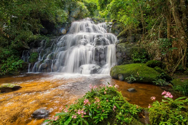 Mun-Dang's waterfall with antirrhinum flower which bloom only on ...