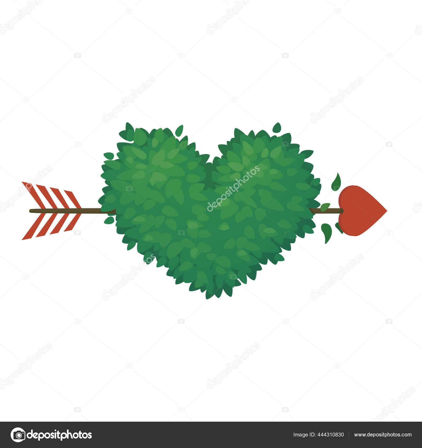 Heart Shaped Shrub Arrow Isolated White Background Decorative Plant ...