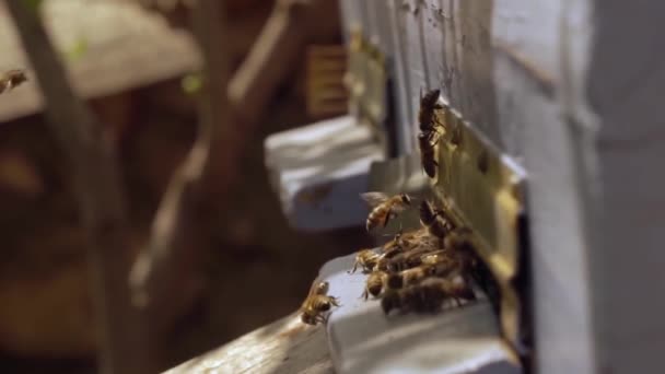 56,308 Honey Videos, Royalty-free Stock Honey Footage | Depositphotos