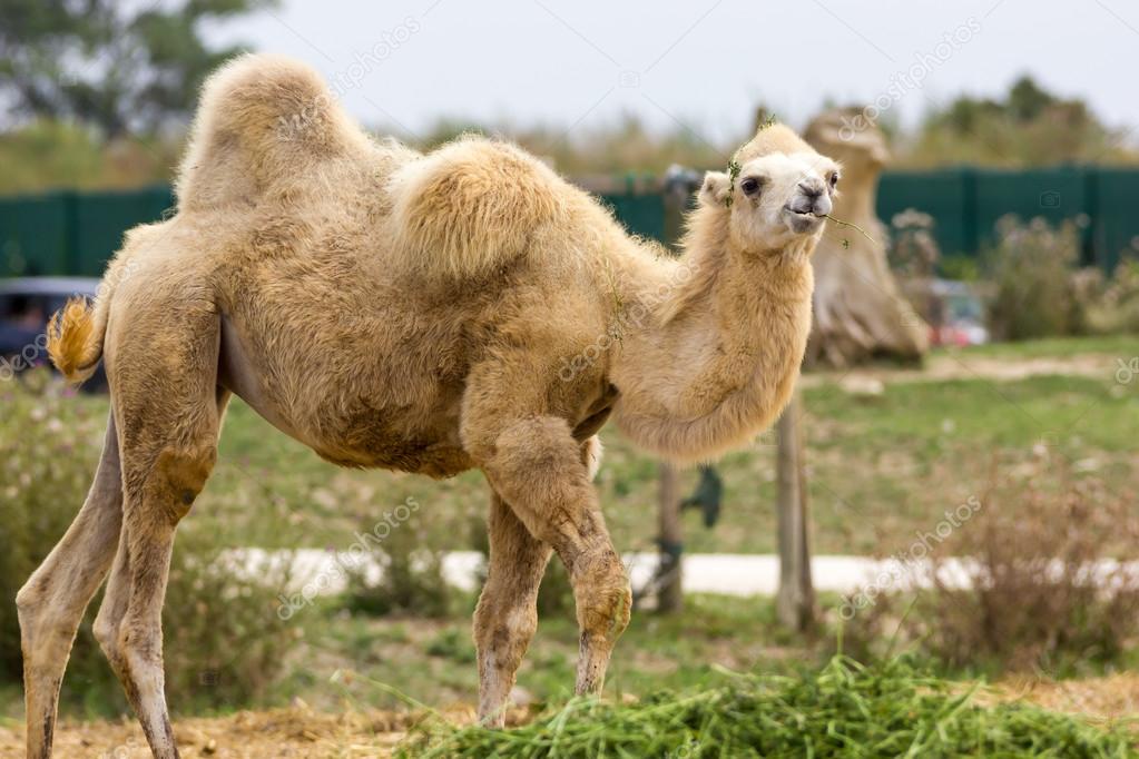 Camel — Stock Photo © fpwing_c #66092475