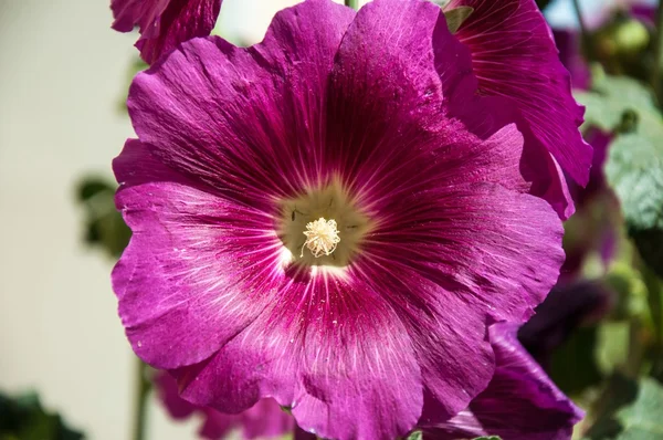 Malva rose Stock Photos, Royalty Free Malva rose Images | Depositphotos