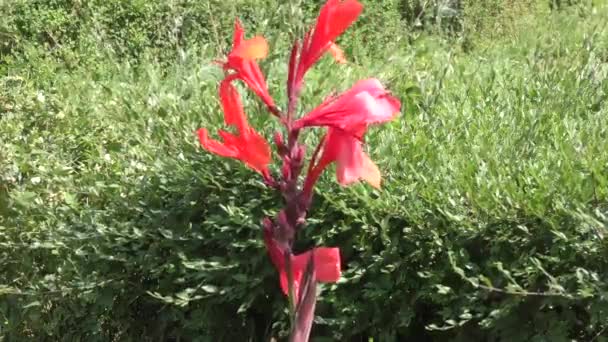 80 Flor de canna Videos, Royalty-free Stock Flor de canna Footage ...