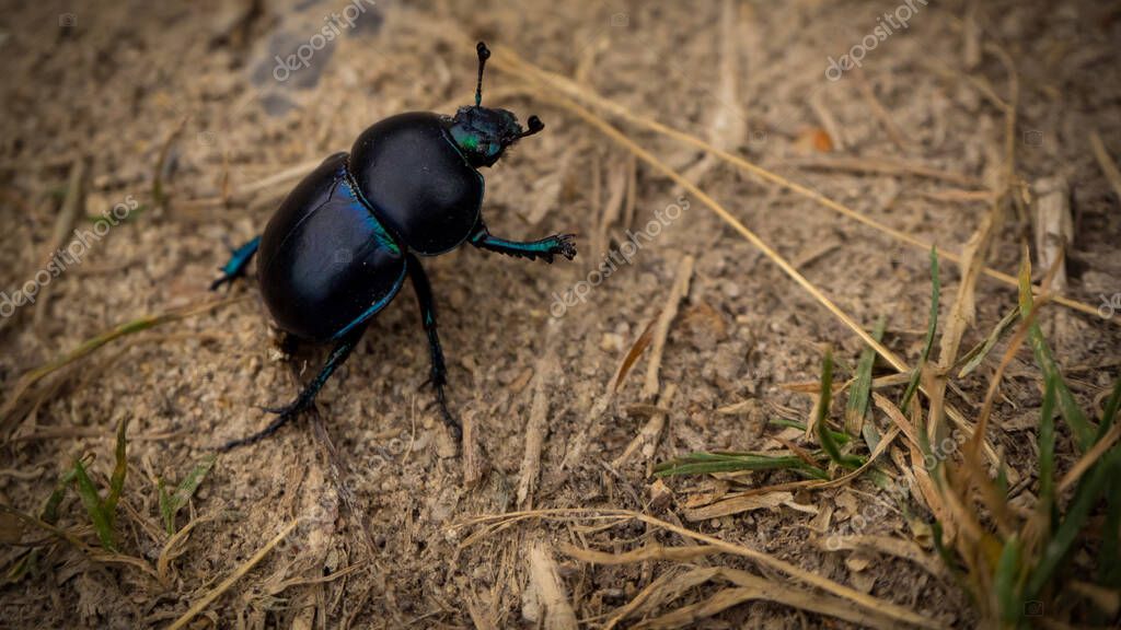 Dor (Geotrupes stercorarius). Gran bicho negro. La forma del cuerpo es ...