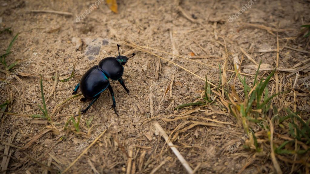 Dor (Geotrupes stercorarius). Gran bicho negro. La forma del cuerpo es ...