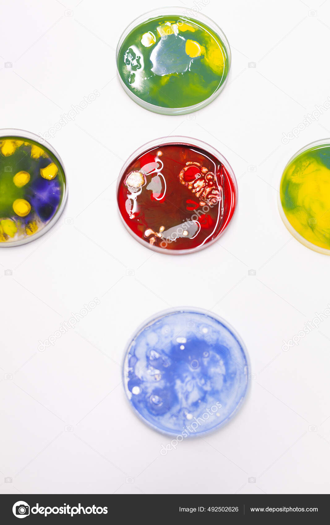 Mixed of bacteria colony in petri dish standing on table in biological ...