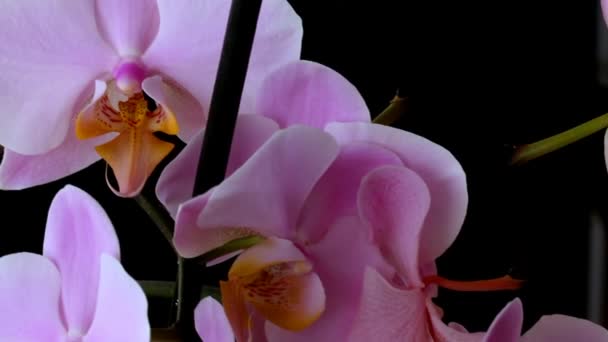 127 Tallos de inflorescencia Videos, Royalty-free Stock Tallos de ...