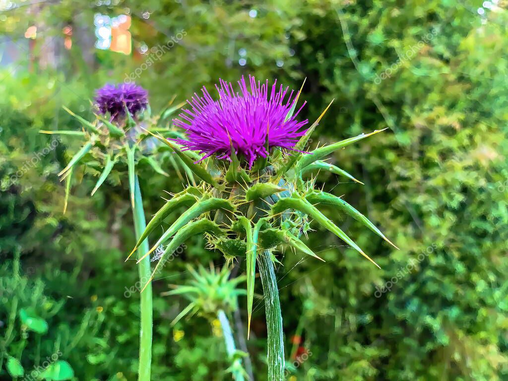 Centenario Ibérico, Centaurea iberica una relación del Cardo de aciano ...