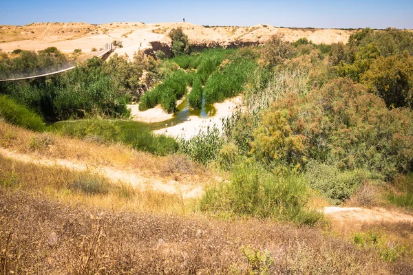 Puente colgante y Besor Brook en el Parque Nacional Eshkol, desierto de ...