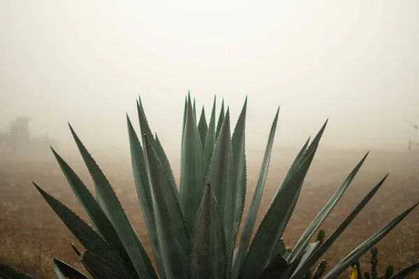Blue agave field Stock Photos, Royalty Free Blue agave field Images ...