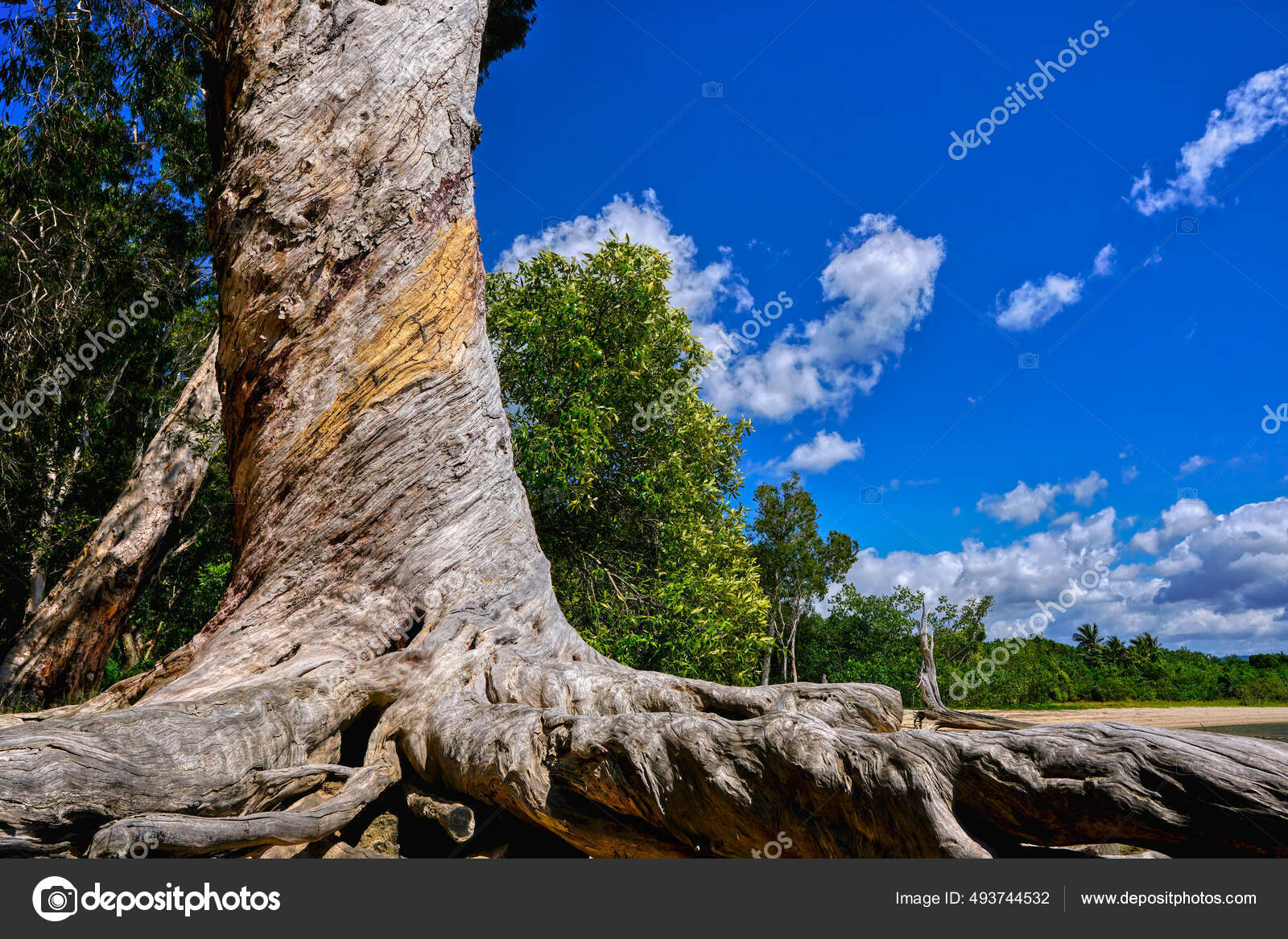 Northern Queensland Gum Tree