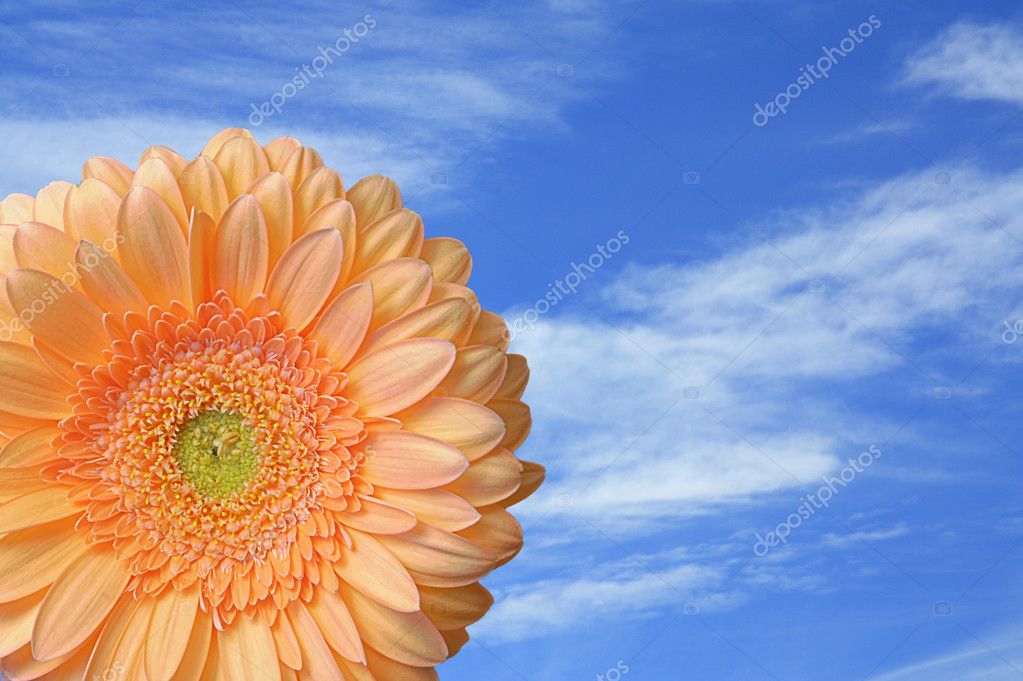 A single Gerbera flower Stock Photo by ©ekays 97148944