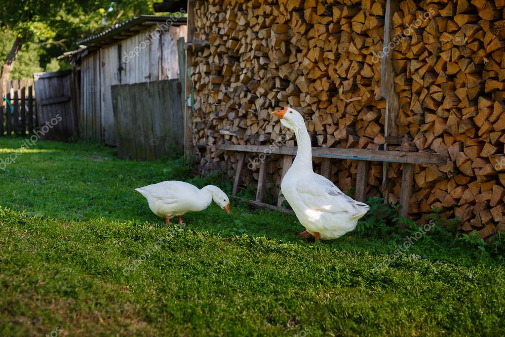 Two geese in a village Stock Photo by ©PavelTalashov 52500817