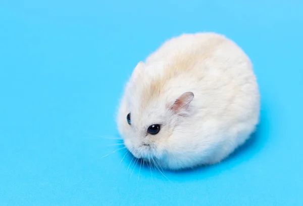 Blue Dwarf Hamster