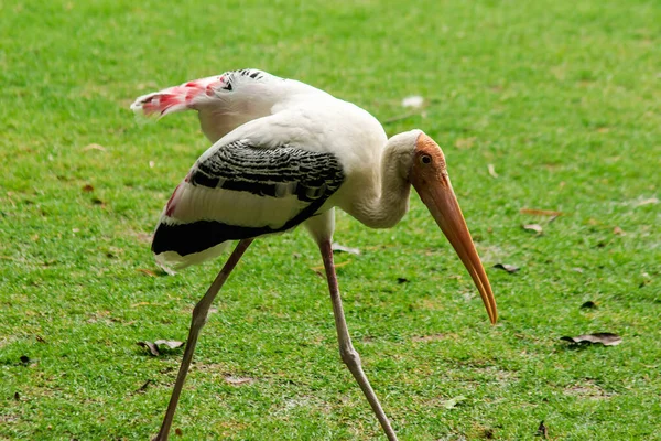 Stork head catoon Stock Photos, Royalty Free Stork head catoon Images ...