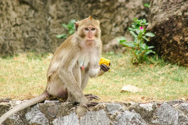 Monkey biting fruit Stock Photos, Royalty Free Monkey biting fruit ...