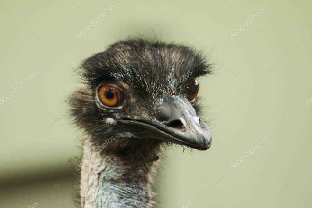 La cabeza de avestruz en el zoológico de avestruz (Struthio camelus) es ...