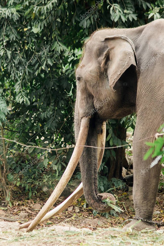 Elefante asiático macho con colmillos largos, los tenedores son ...