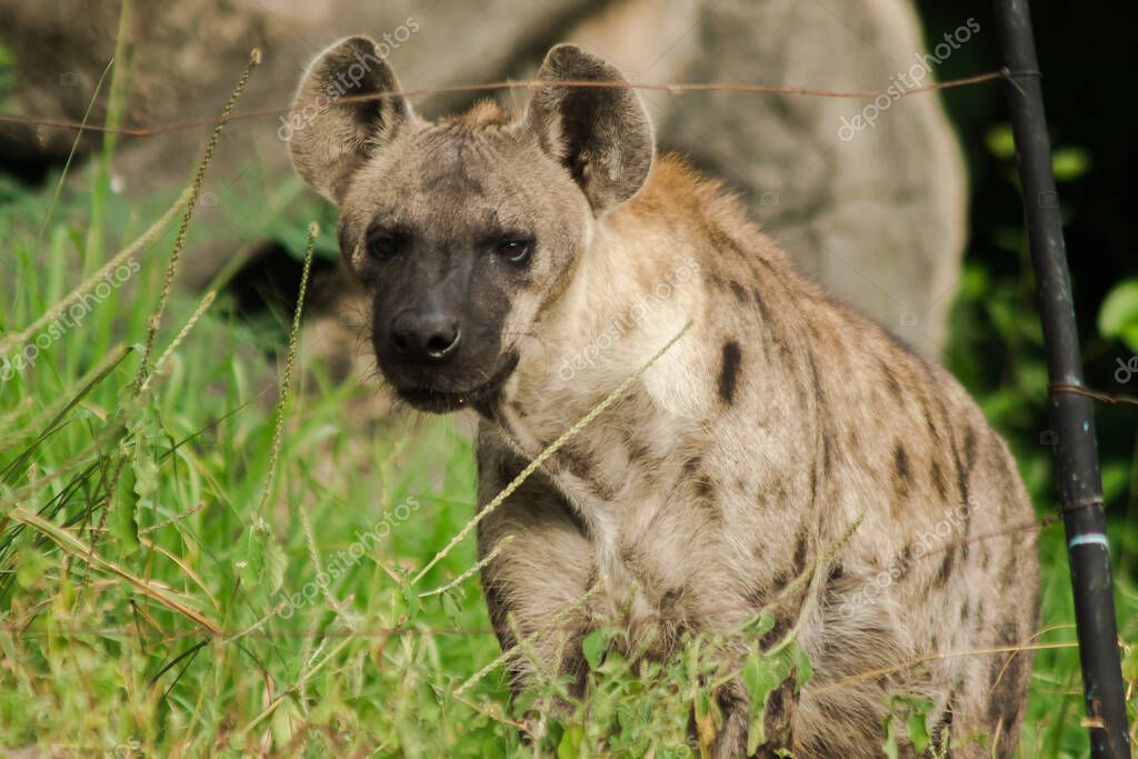Spotted Hyaena mirando. Hyaena es el tipo más grande de hyena.Polka-dot hienas son similares a ...