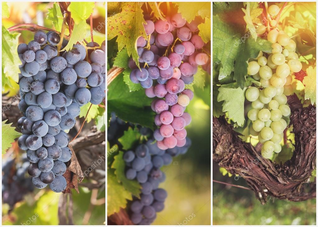 Grapes collage Stock Photo by ©Slast 82390896