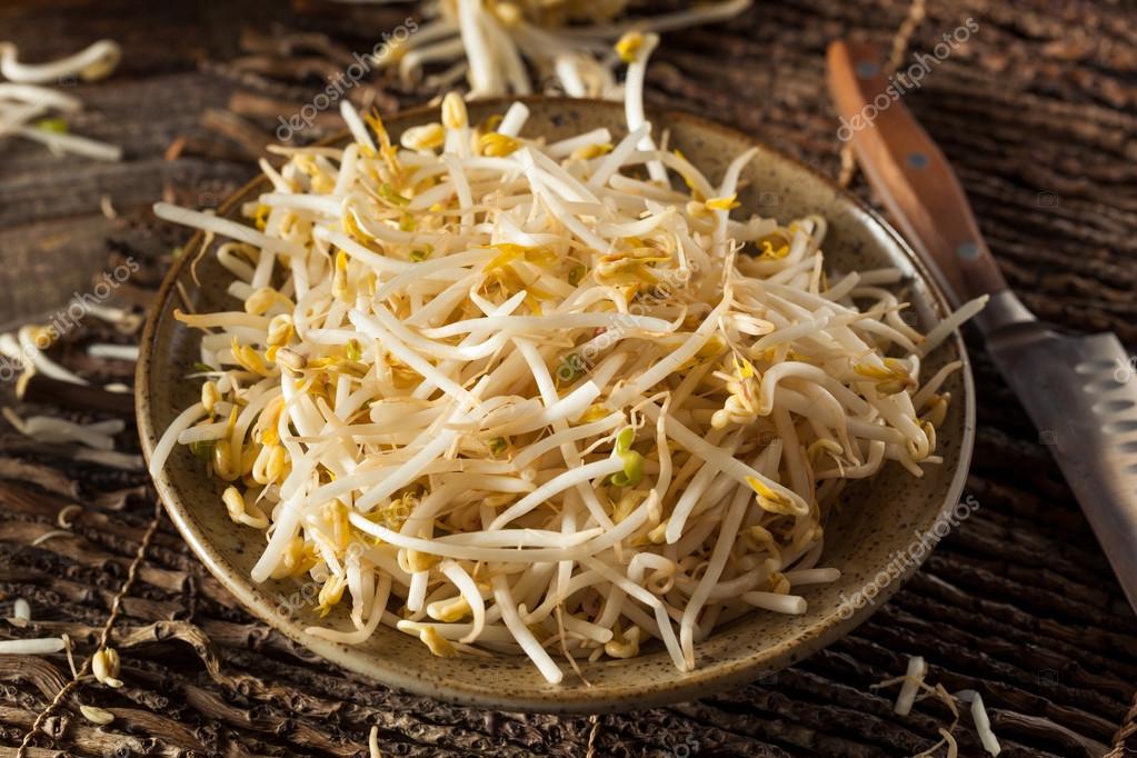 Brotes de frijol blanco crudo sano 2023