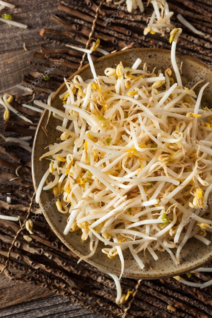 Brotes de frijol blanco crudo sano 2023