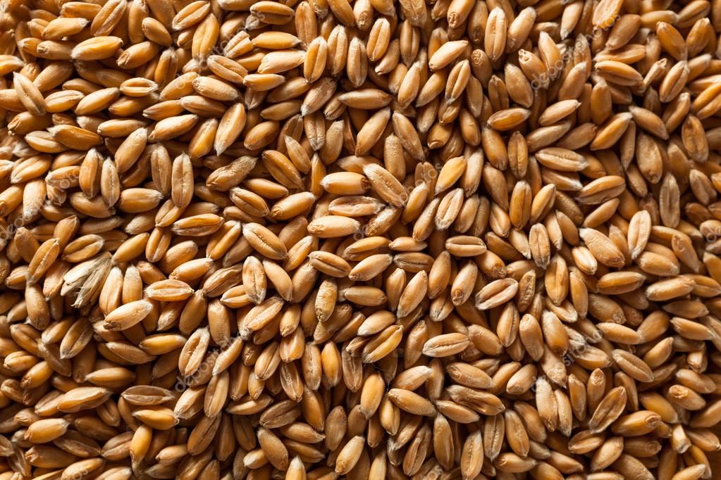 Raw Organic Spelt Grain Stock Photo by ©bhofack2 72716911