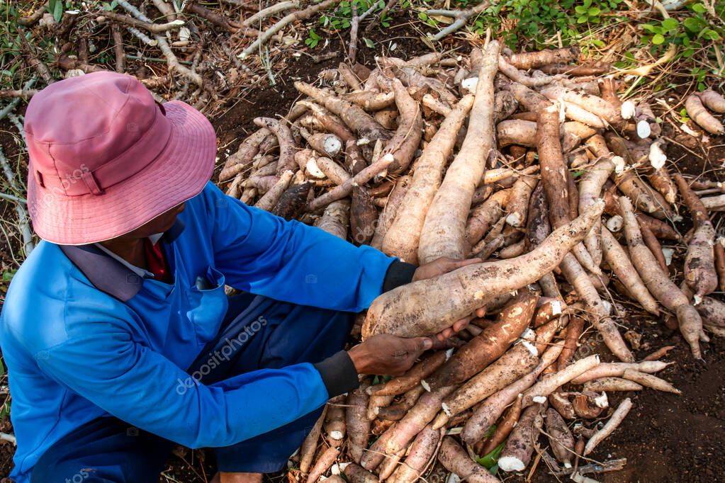 los agricultores tienen yuca en la plantación, los trabajadores y la ...
