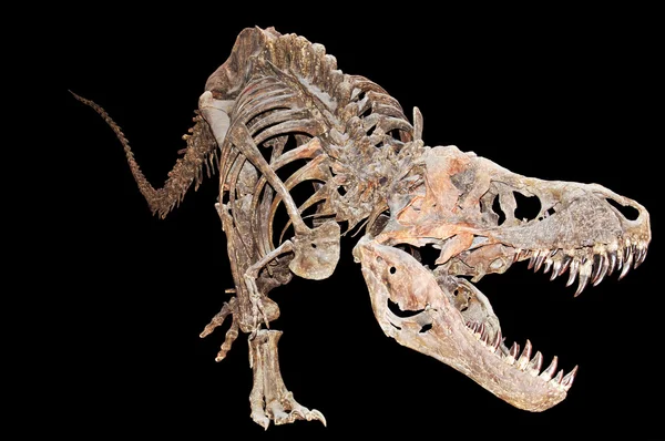 Tyrannosaurus rex skeleton Stock Photos, Royalty Free Tyrannosaurus rex ...