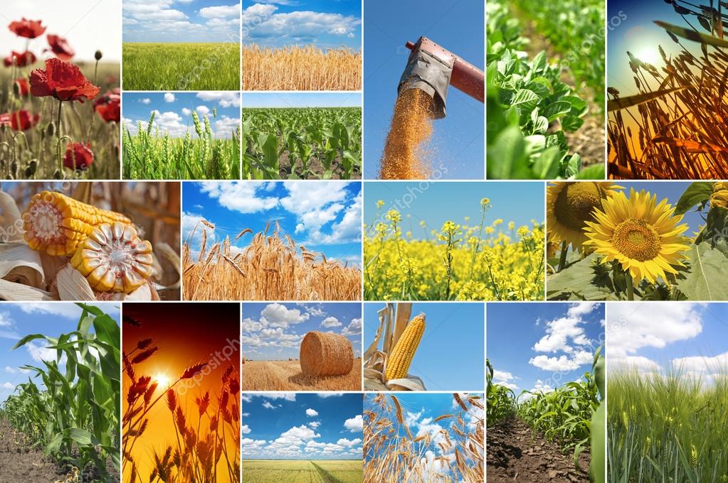 Agricultural collage — Stock Photo © Matic.Sandra #83621166