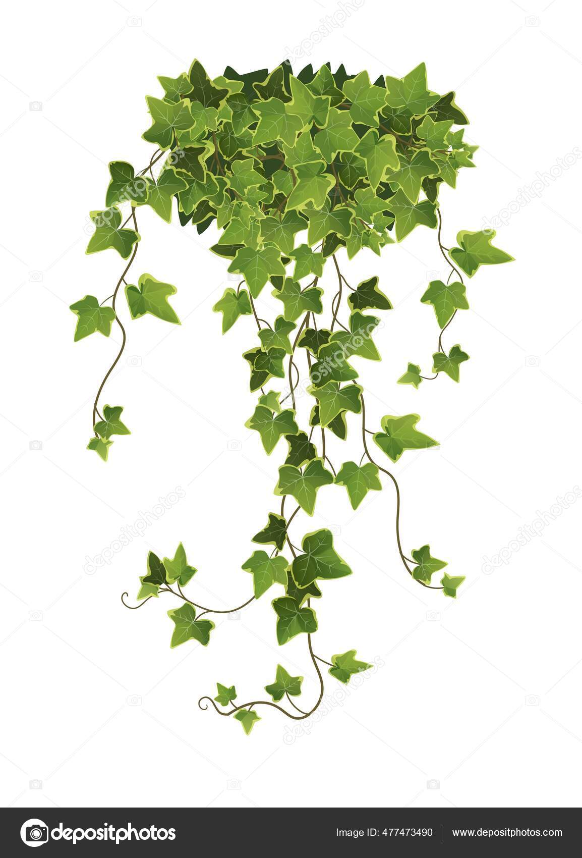 Ivy plant branch cartoon vector illustration. limbing vine. Stock ...