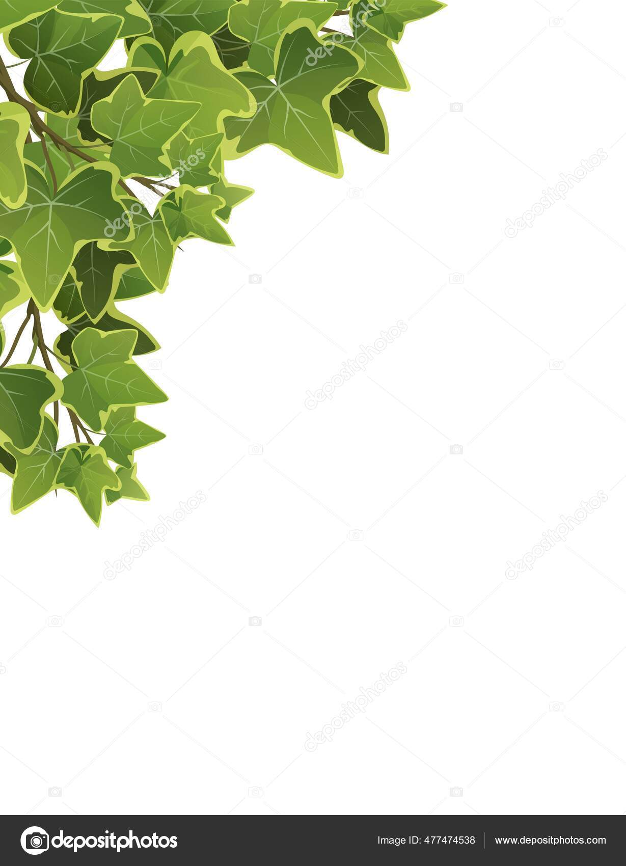Ivy plant branches background. Climbing vine. Cartoon vector ...