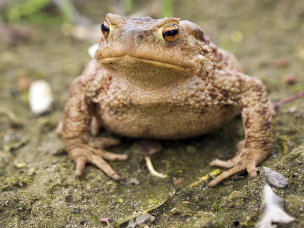 Sapos fotos de stock, imágenes de Sapos sin royalties | Depositphotos
