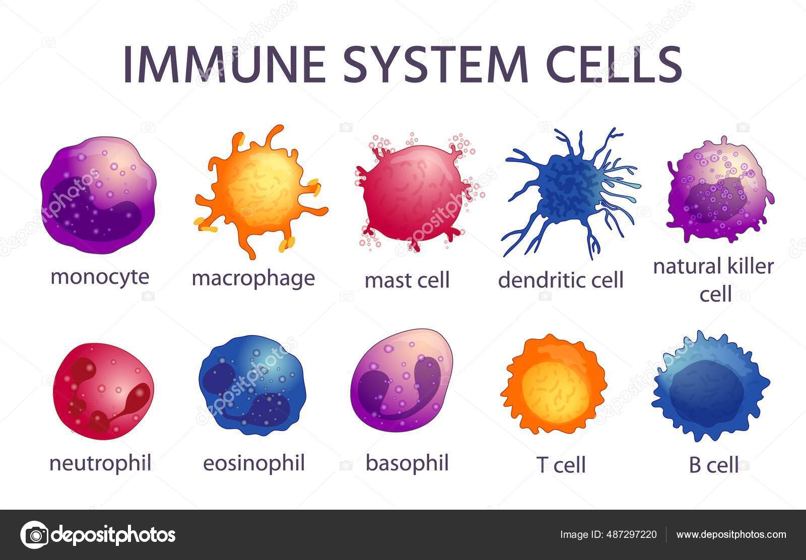 Tipe sel sistem imun. Makrofag kartun, dendritik, monosit, tiang, sel b dan t. Imunitas adaptif ...