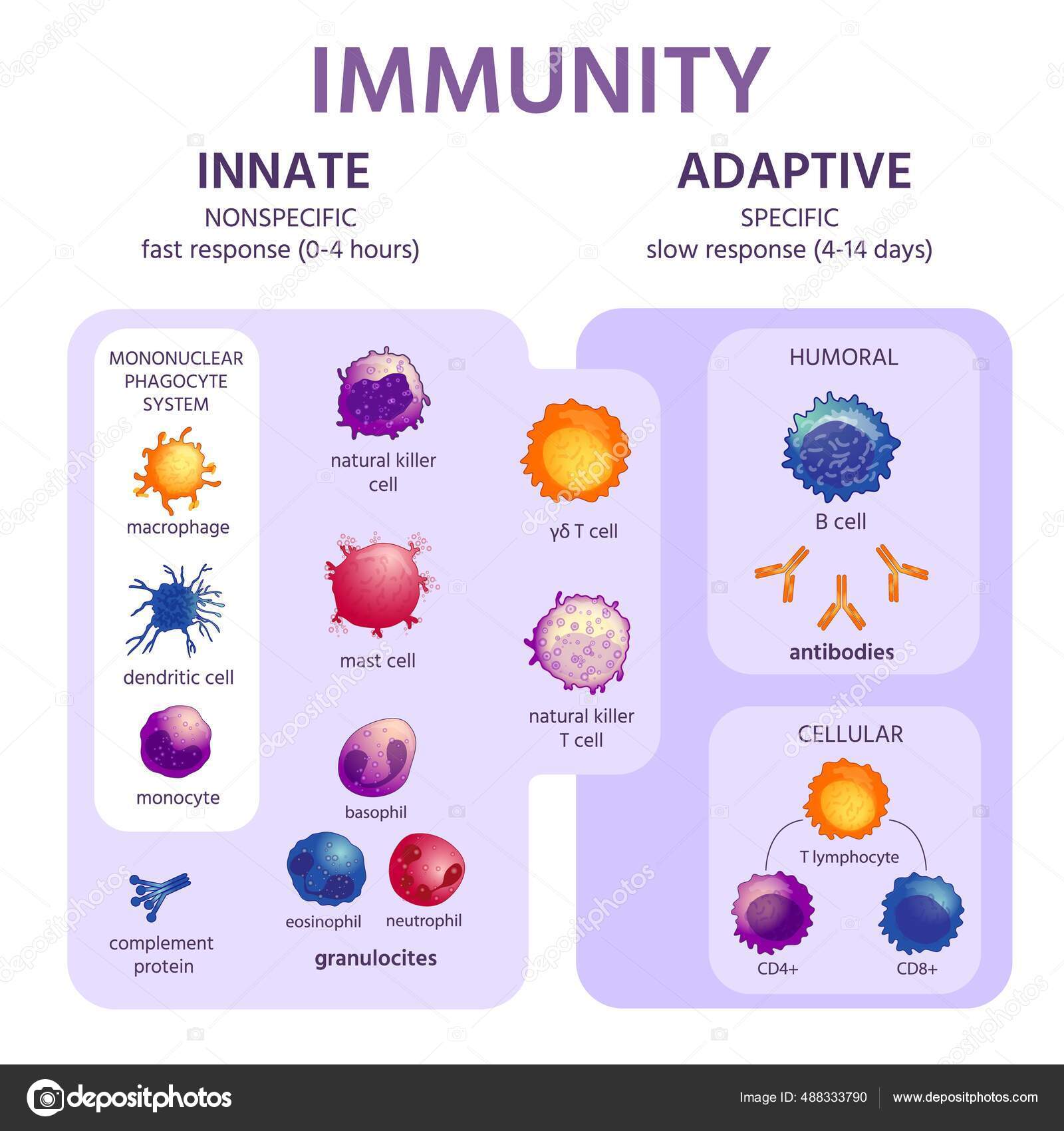 Sistema inmunológico innato y adaptativo. Inmunología infográfica con tipos celulares. Respuesta ...