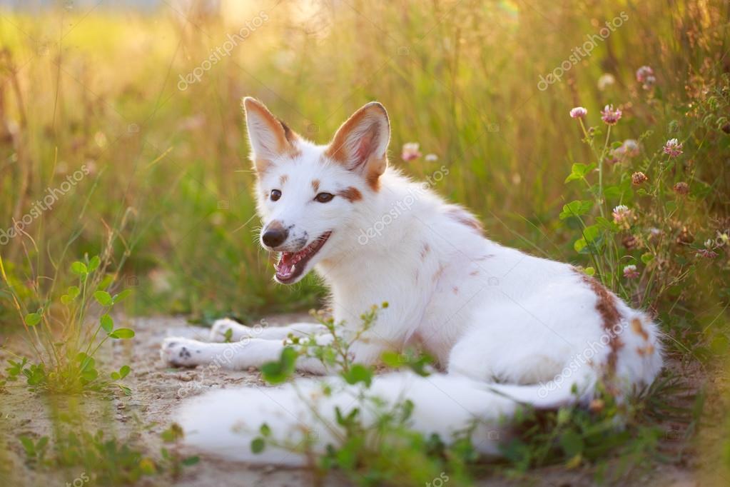 Albino Red Fox
