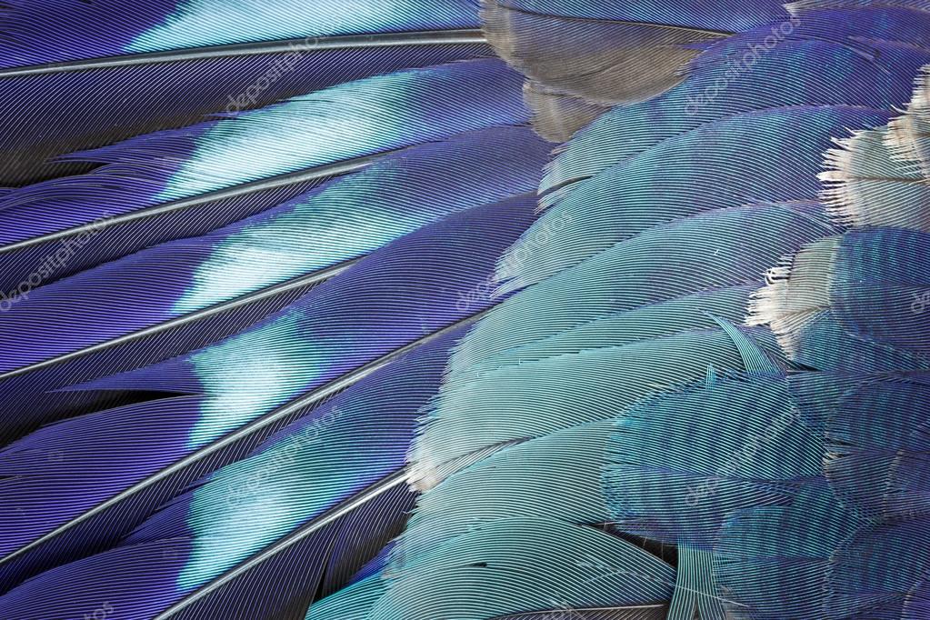 Blue feather background. Stock Photo by ©nayneung1 57056681