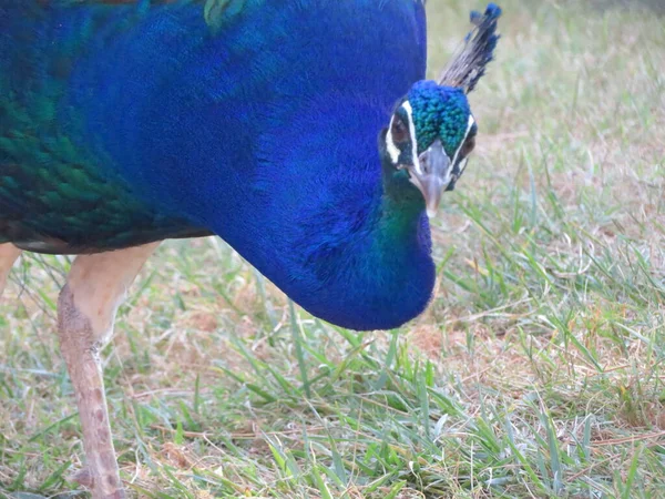 Red peacock Stock Photos, Royalty Free Red peacock Images | Depositphotos